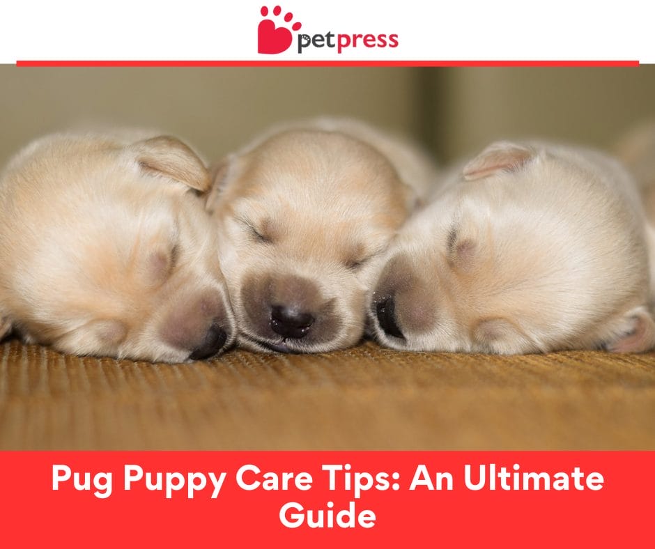 Pug Puppy Care Tips: An Ultimate Guide - PetPress