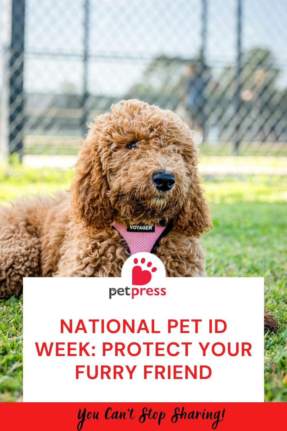 National Pet ID Week: Protect Your Furry Friend - PetPress