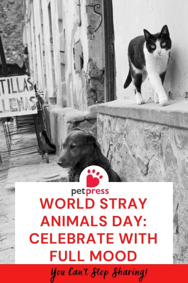 World Stray Animals Day: Celebrate with Full Mood - PetPress