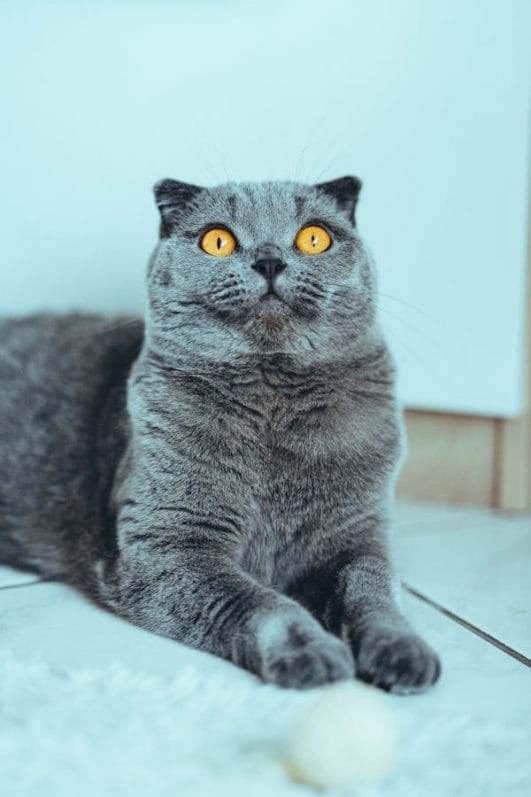 The Purrfect Match: Top 7 Low-Maintenance Cat Breeds