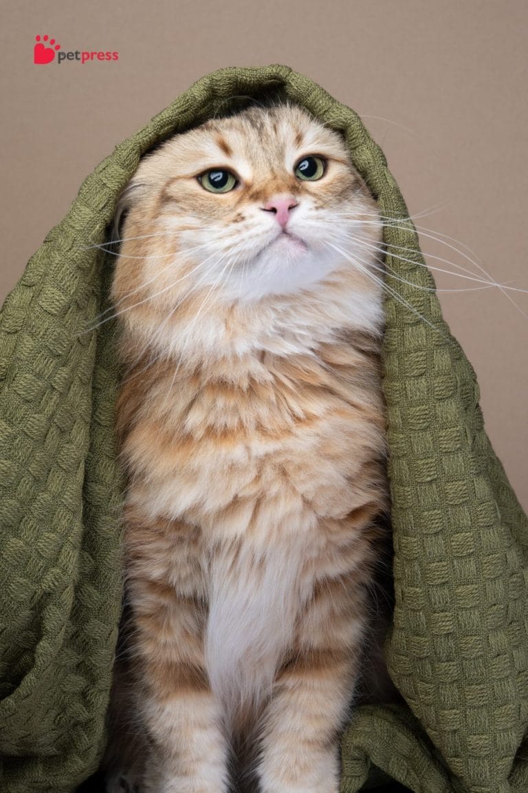 20 Cat Breeds With Dog-Like Personalities: You Won't Believe It! - PetPress