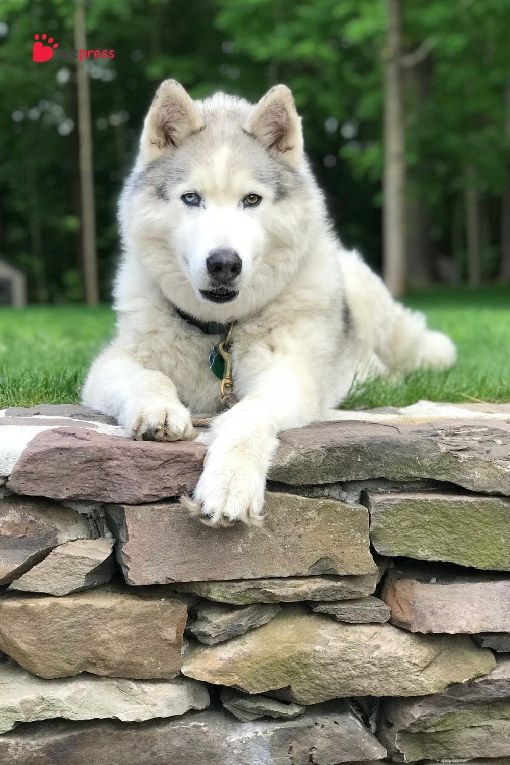 Dog Breeds with High Prey Drive: Top Hunters Unleashed! - PetPress