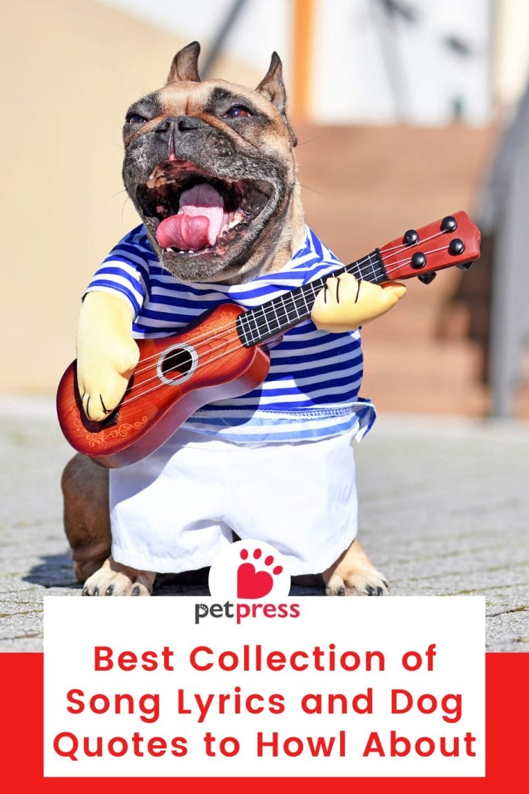 Best Collection of Song Lyrics and Dog Quotes to Howl About - PetPress