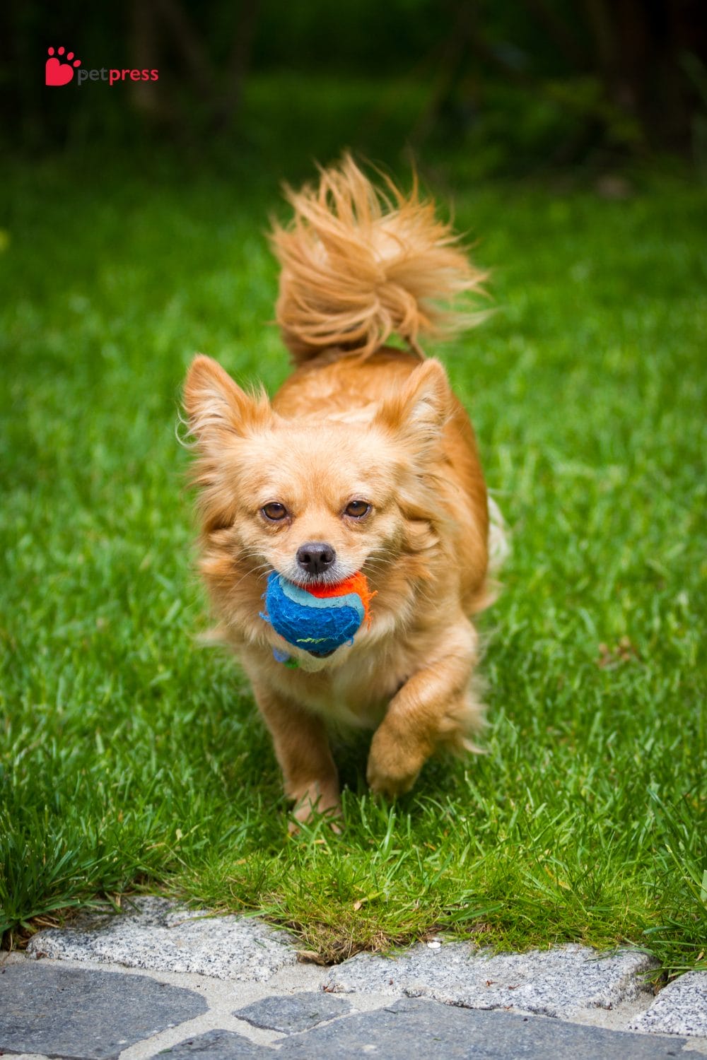 Training Small Dog Breeds: Why Start Early? - PetPress