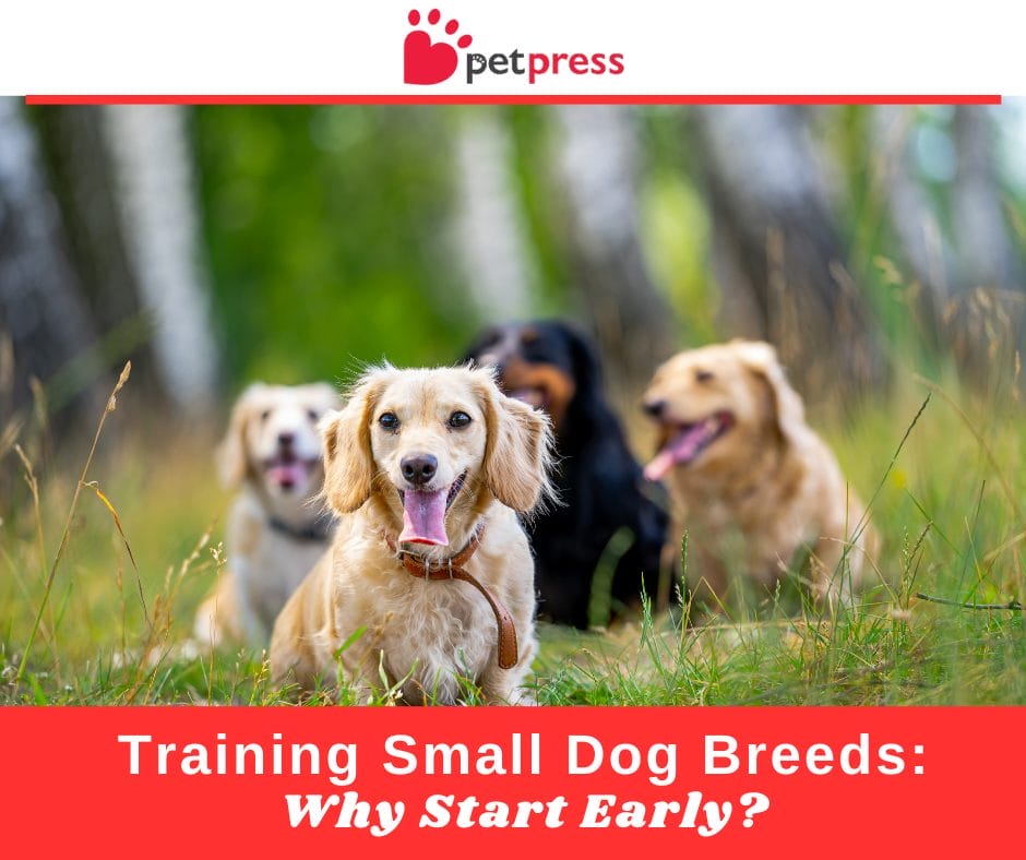 Training Small Dog Breeds: Why Start Early? - PetPress