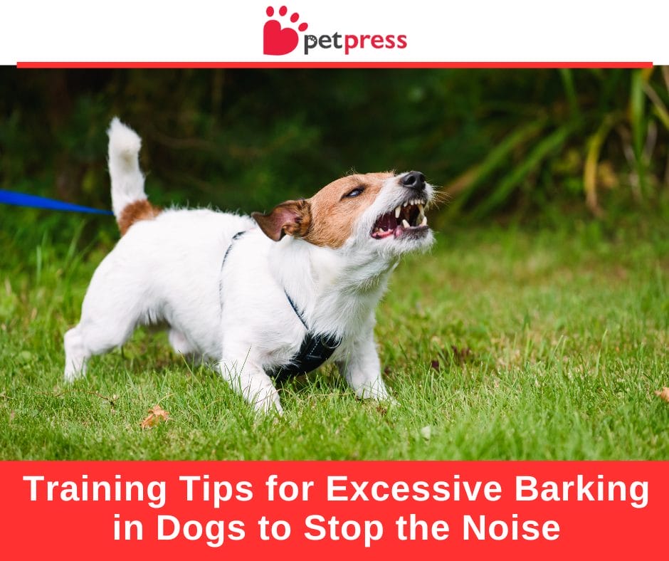 Training Tips for Excessive Barking in Dogs to Stop the Noise - PetPress
