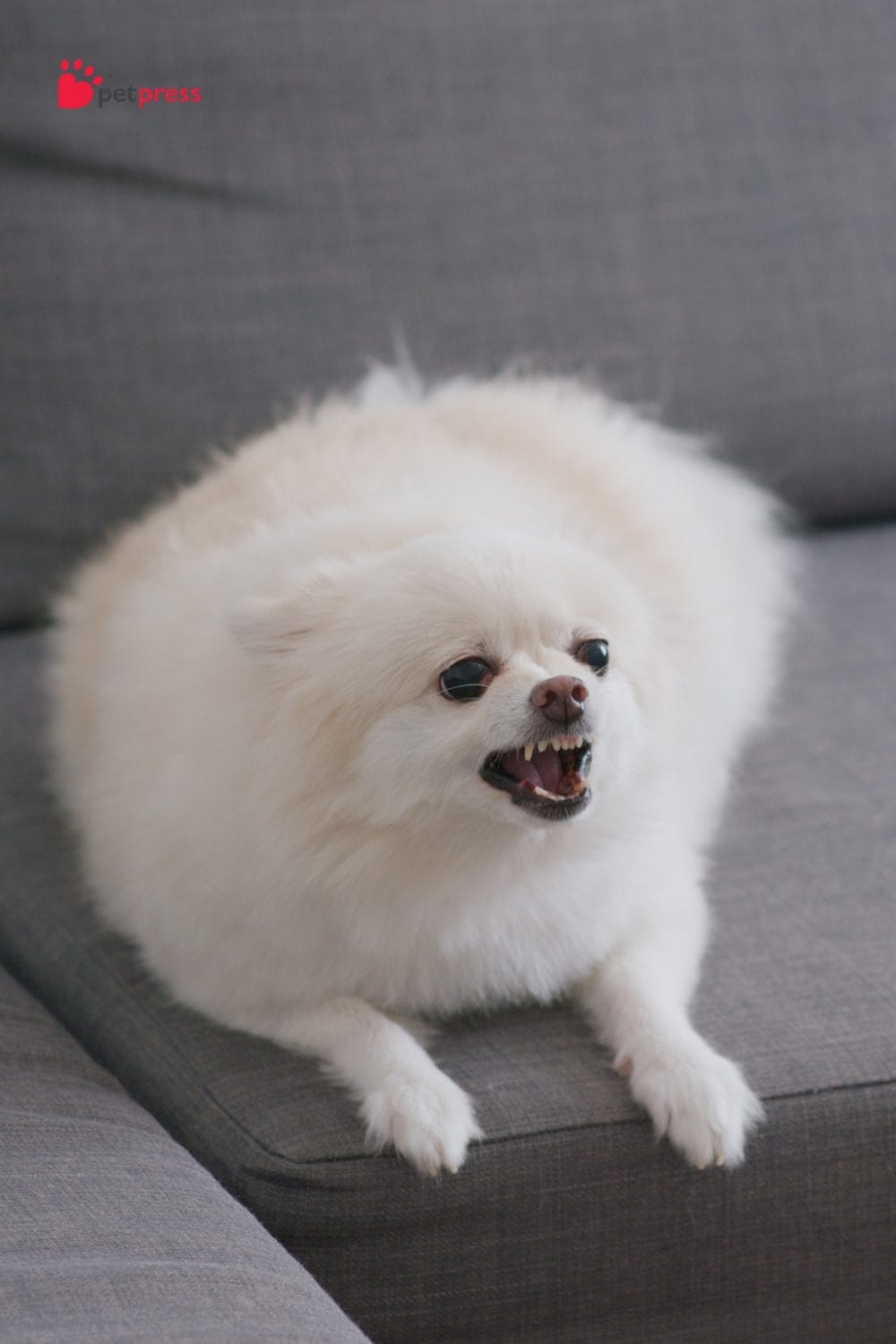 Training Tips for Excessive Barking in Dogs to Stop the Noise - PetPress