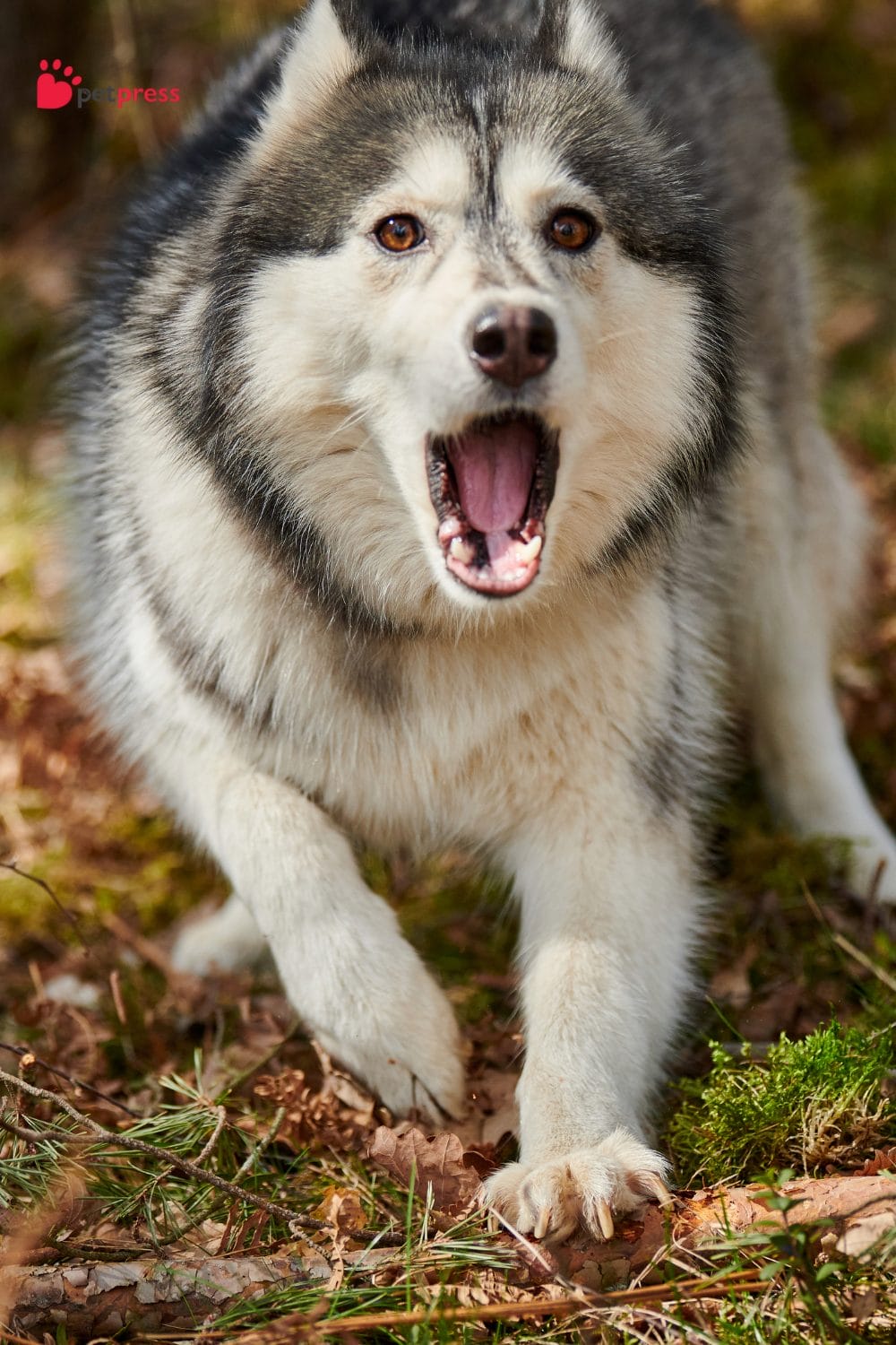 Training Tips for Excessive Barking in Dogs to Stop the Noise - PetPress