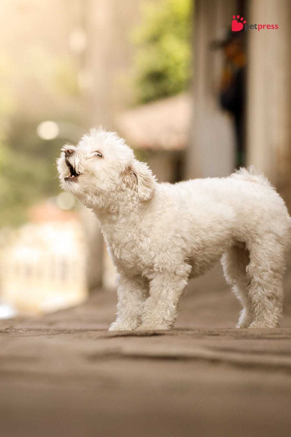 Training Tips for Excessive Barking in Dogs to Stop the Noise - PetPress