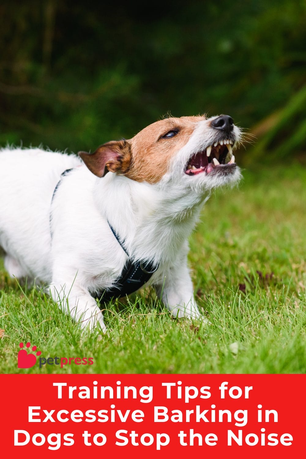 Training Tips for Excessive Barking in Dogs to Stop the Noise - PetPress