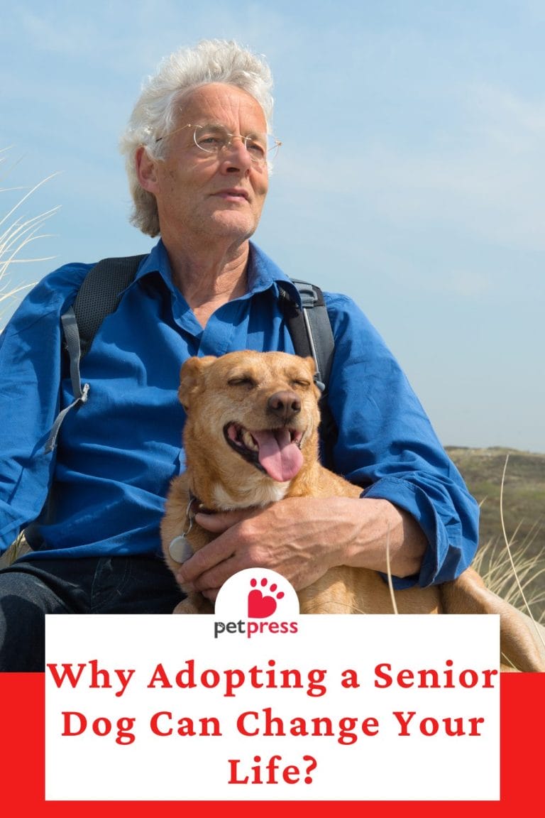 Why Adopting a Senior Dog Can Change Your Life - PetPress