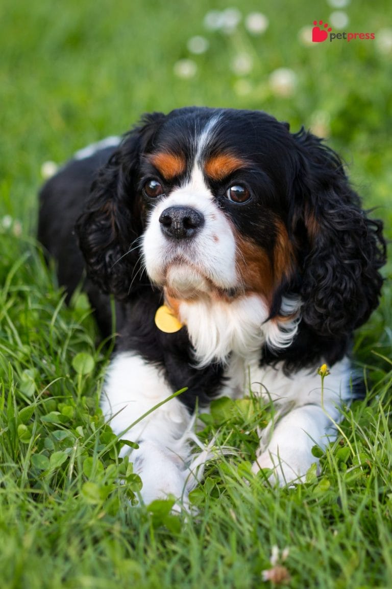 Dog Breeds That Bark Less: Top 10 Quiet Canines You’ll Love - PetPress