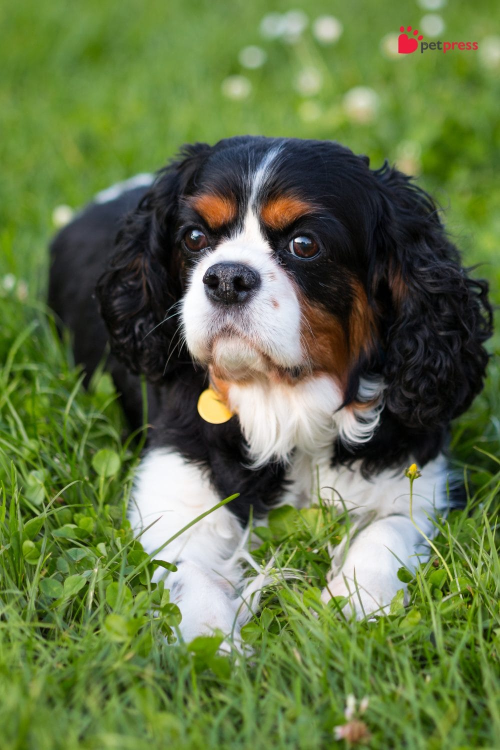 Dog Breeds That Bark Less: Top 10 Quiet Canines You’ll Love - PetPress