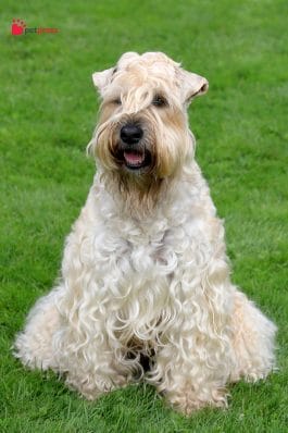 Dog Breeds That Bark Less: Top 10 Quiet Canines You’ll Love - PetPress