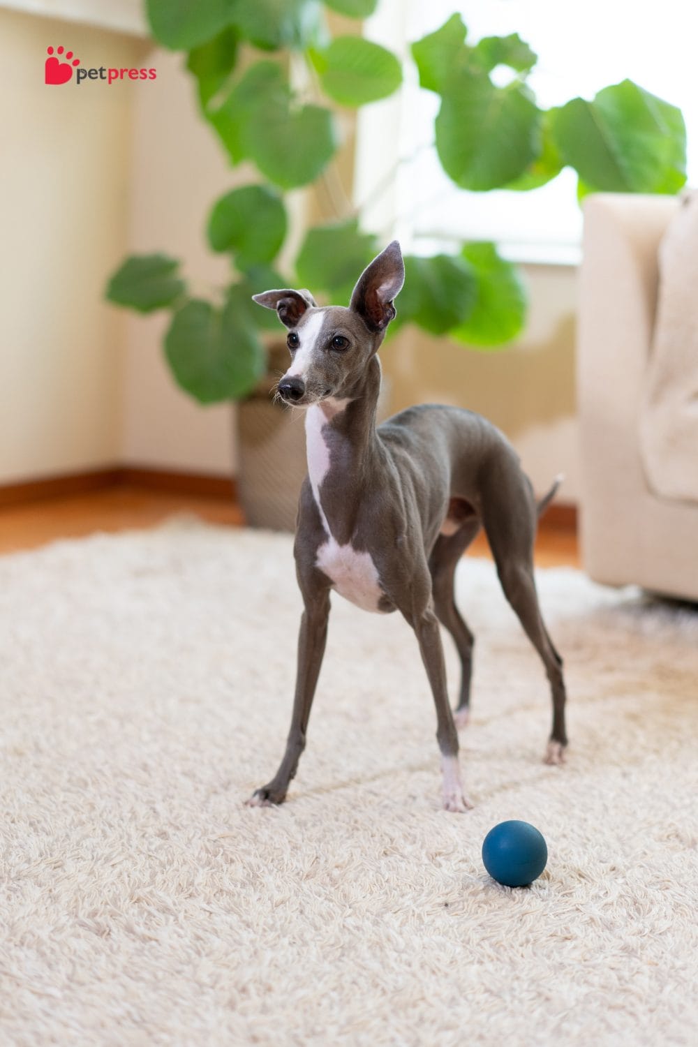 Dog Breeds That Bark Less: Top 10 Quiet Canines You’ll Love - PetPress