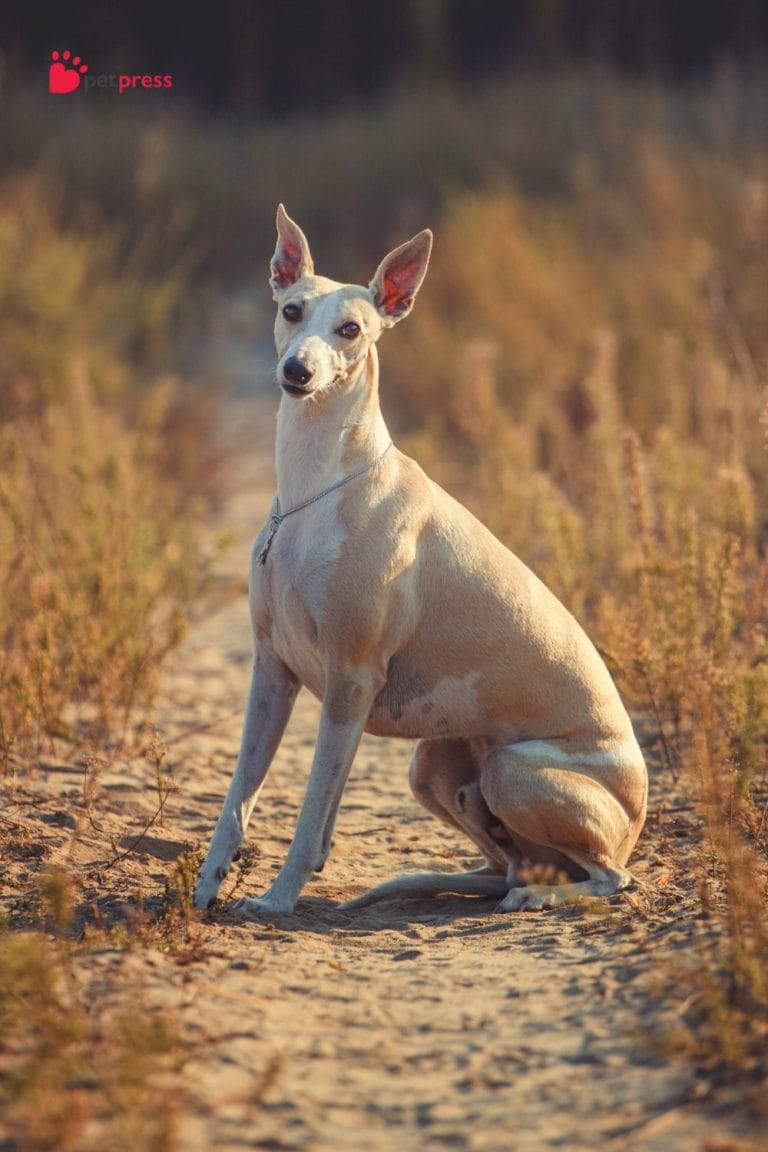 Dog Breeds That Bark Less: Top 10 Quiet Canines You’ll Love - PetPress