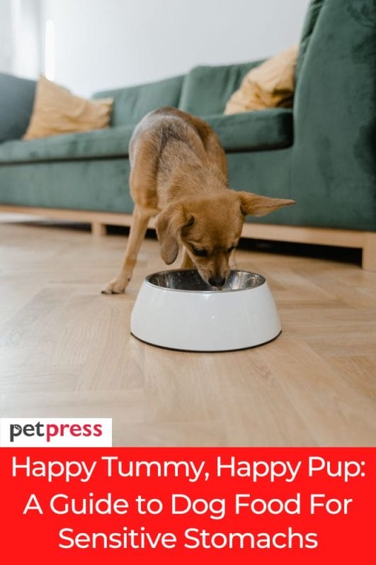 Happy Tummy: A Guide to Dog Food For Sensitive Stomachs