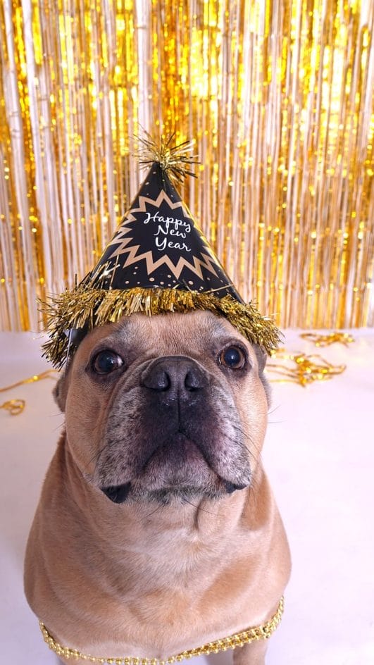Celebrate Bulldogs are Beautiful Day with your Bulldog - PetPress