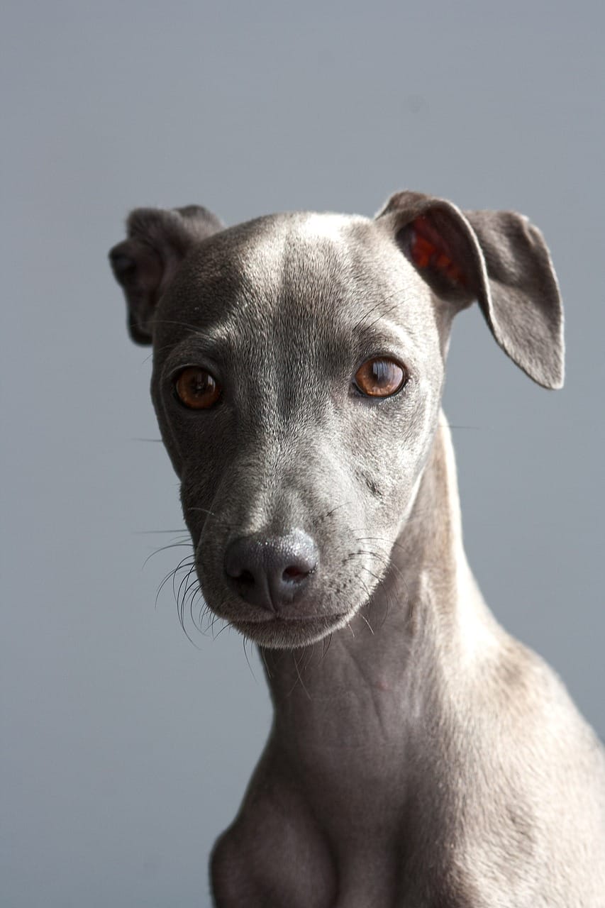 National Adopt a Greyhound Month and Give Them a Loving Home - PetPress