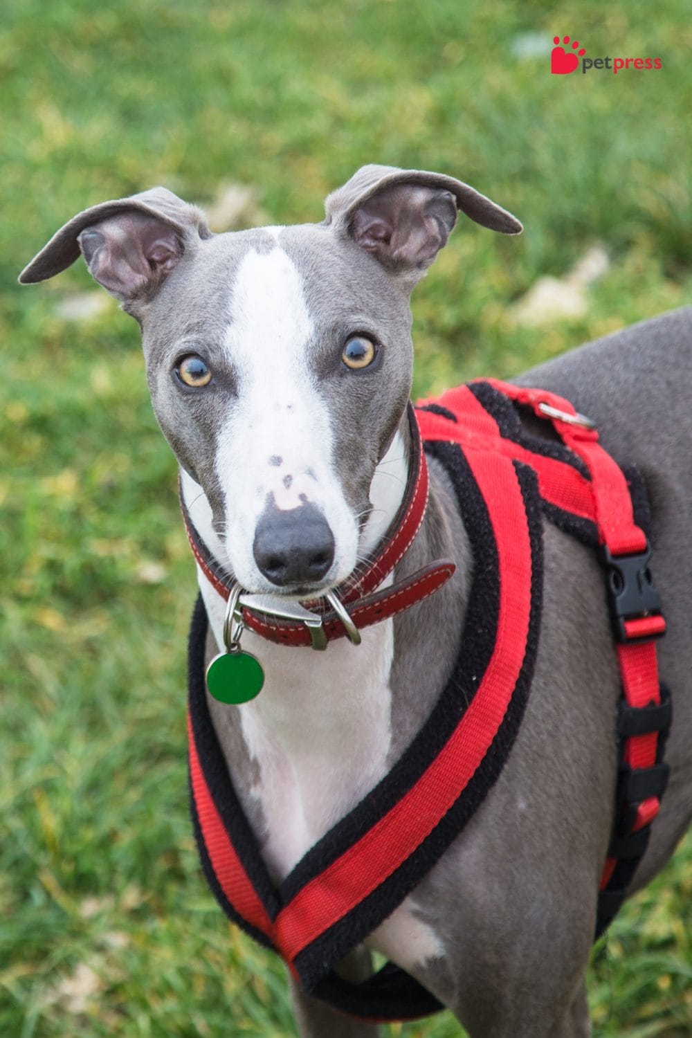 Dog Breeds with High Prey Drive: Top Hunters Unleashed! - PetPress