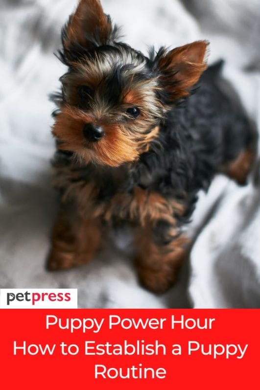 Puppy Power Hour: How to Establish a Puppy Routine