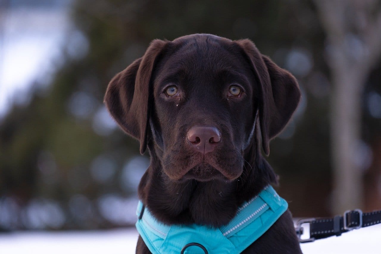 Labrador Retriever Puppy Care Tips: How to Take Care of Them - PetPress