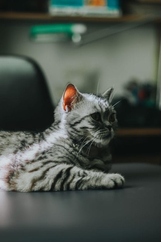 The Purrfect Match: Top 7 Low-Maintenance Cat Breeds