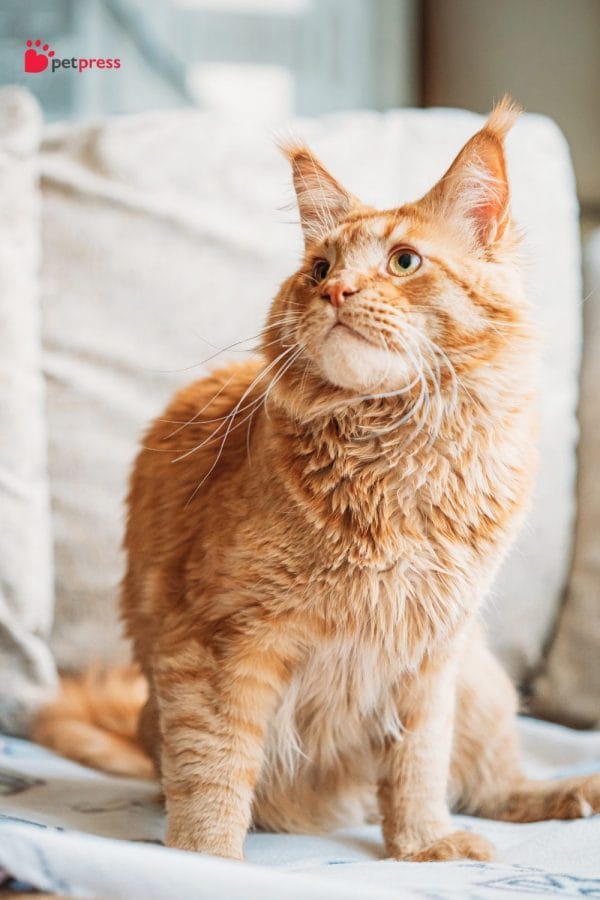 Meet The 10 Most Affectionate Cat Breeds For Families - PetPress