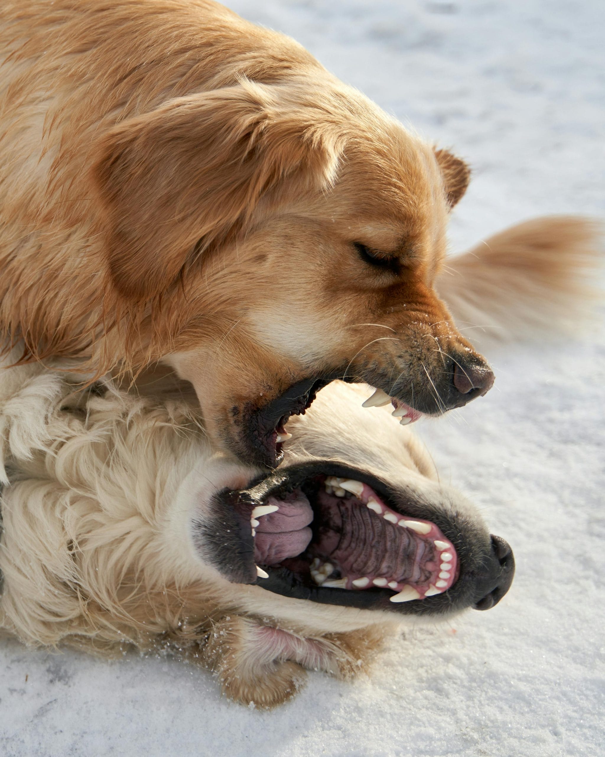 National Dog Fighting Awareness Day: Shedding Light - PetPress