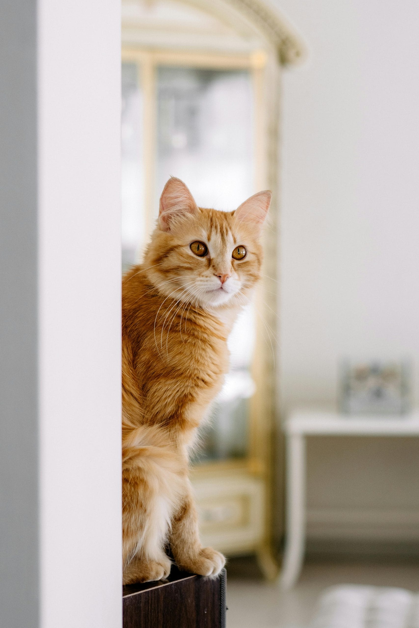 Celebrate Animal Care and Control Appreciation Week - PetPress