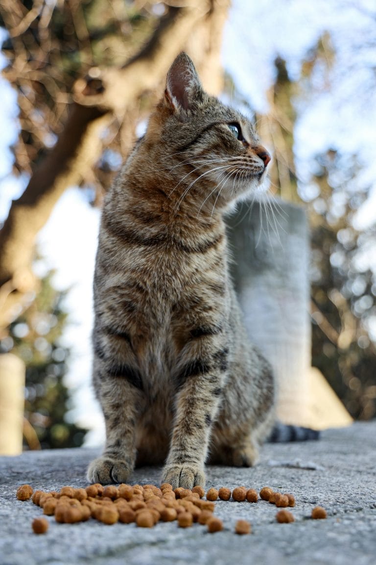 Free Feral Cat Spay Day: Helping Control Feral Cat Populations - PetPress