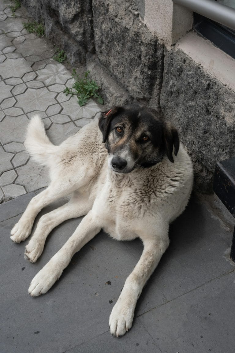 World Stray Animals Day: Celebrate with Full Mood - PetPress