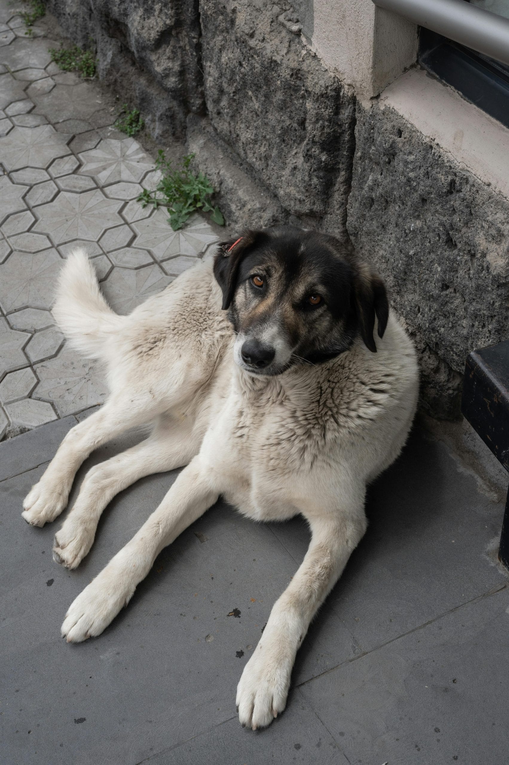 World Stray Animals Day: Celebrate with Full Mood - PetPress