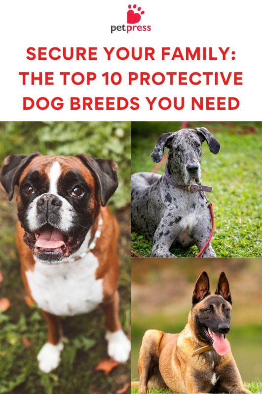 Secure Your Family: The Top 10 Protective Dog Breeds You Need - PetPress