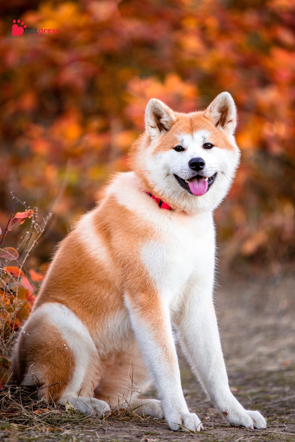Secure Your Family: The Top 10 Protective Dog Breeds You Need - PetPress