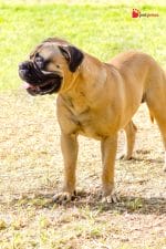Secure Your Family: The Top 10 Protective Dog Breeds You Need - PetPress