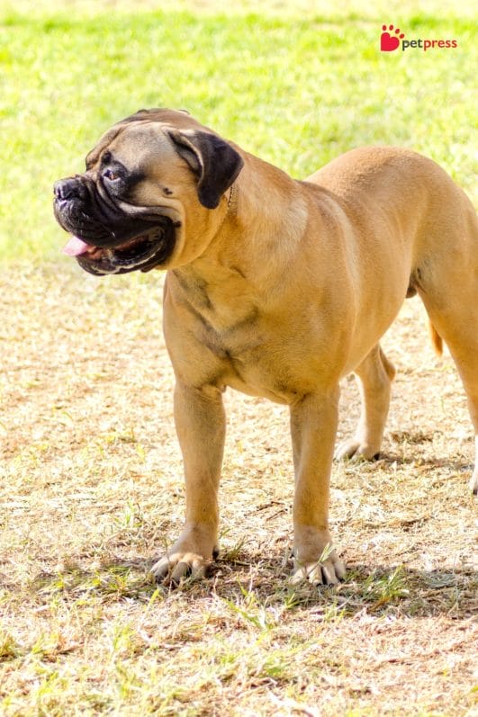Secure Your Family: The Top 10 Protective Dog Breeds You Need - PetPress