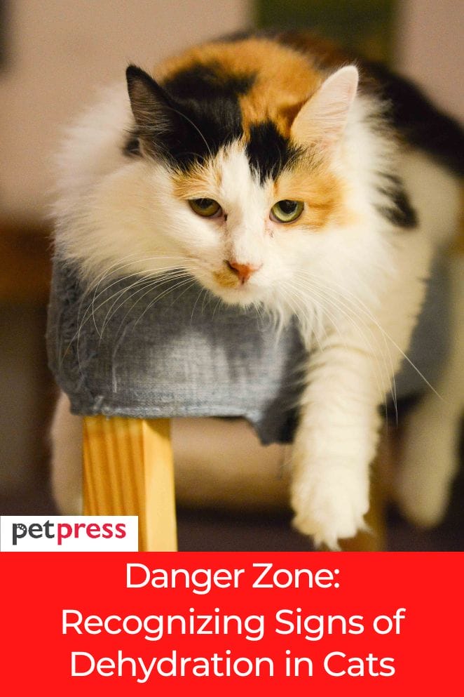 Danger Zone: Recognizing Signs of Dehydration in Cats