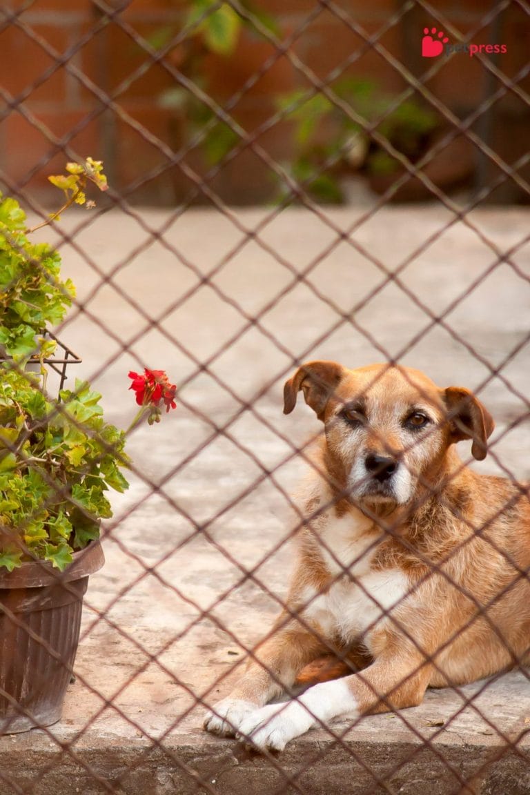 5 Easy and Simple Ways to Dog-Proof Your Garden - PetPress