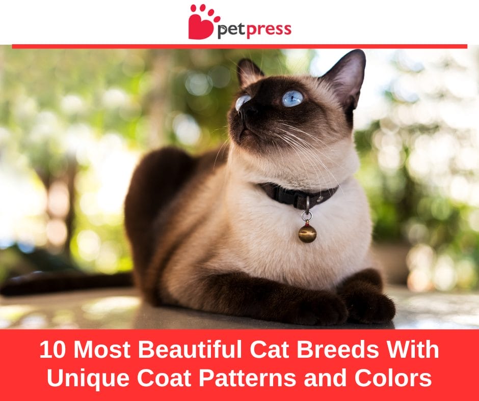 10 Beautiful Cat Breeds With Unique Coat Patterns and Colors - PetPress