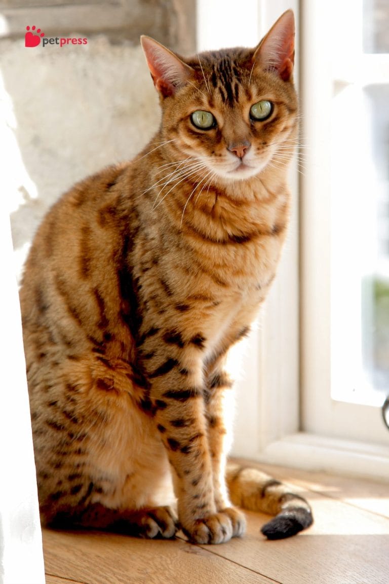 Friendly Cat Breeds for Homes with Many Pets: Top 10 Picks! - PetPress