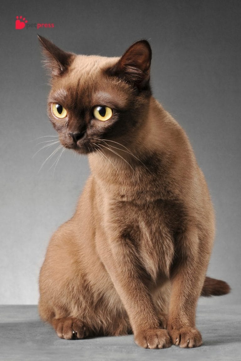 Friendly Cat Breeds for Homes with Many Pets: Top 10 Picks! - PetPress