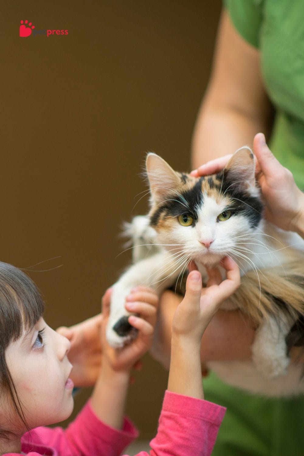 Explore the Benefits of Fostering Cats: What’s Really in Store? - PetPress