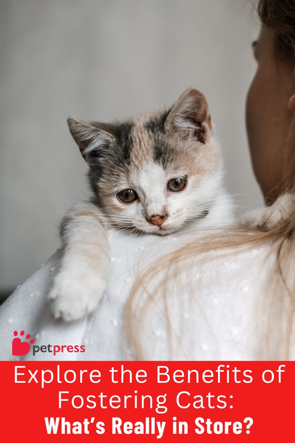 Explore the Benefits of Fostering Cats: What’s Really in Store? - PetPress