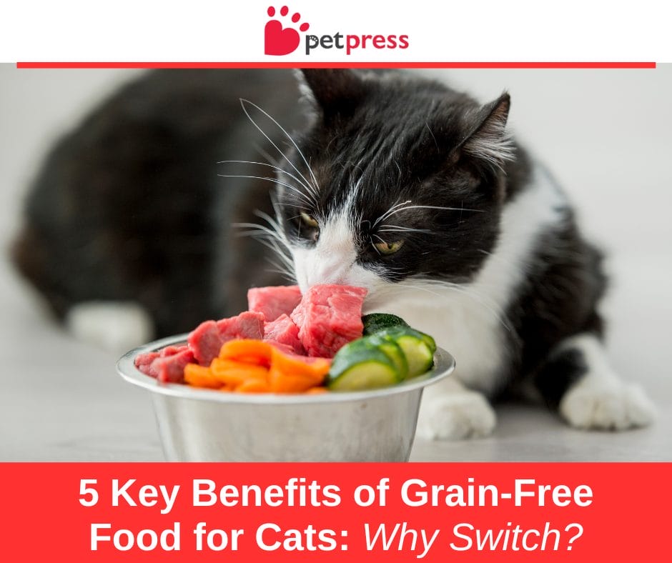 5 Key Benefits of Grain-Free Food for Cats: Why Switch? - PetPress