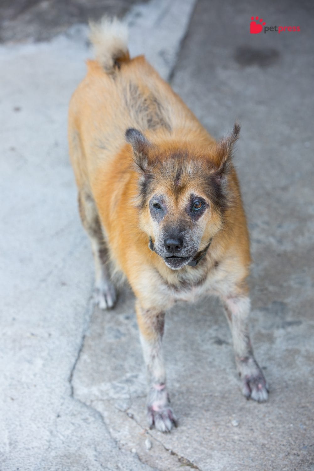 How to Care for a Dog With Diabetes: The Best Expert Tips Ever! - PetPress