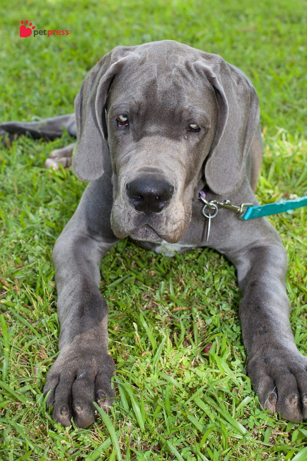 How to Care for a Dog With Diabetes: The Best Expert Tips Ever! - PetPress