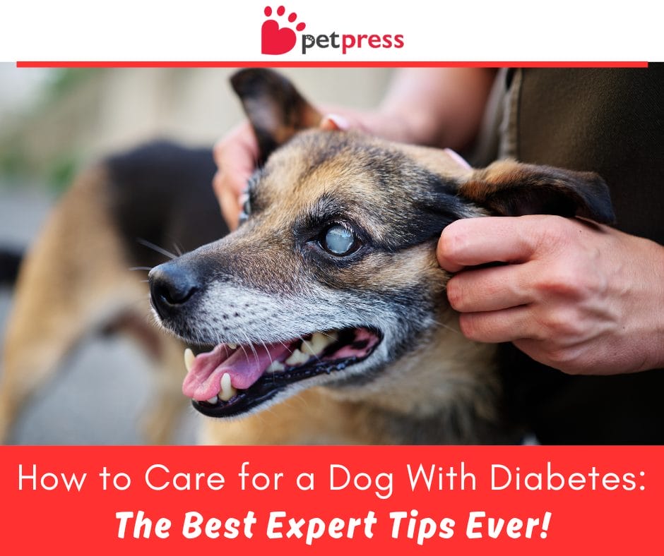 How to Care for a Dog With Diabetes: The Best Expert Tips Ever! - PetPress