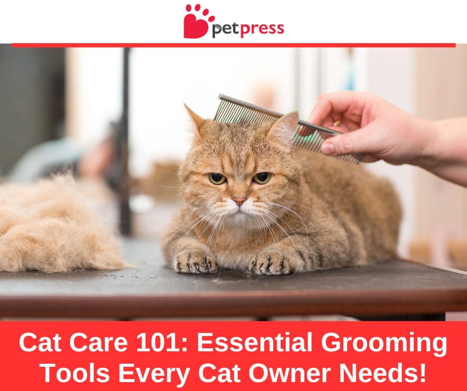 Cat Care 101: Essential Grooming Tools Every Cat Owner Needs! - PetPress