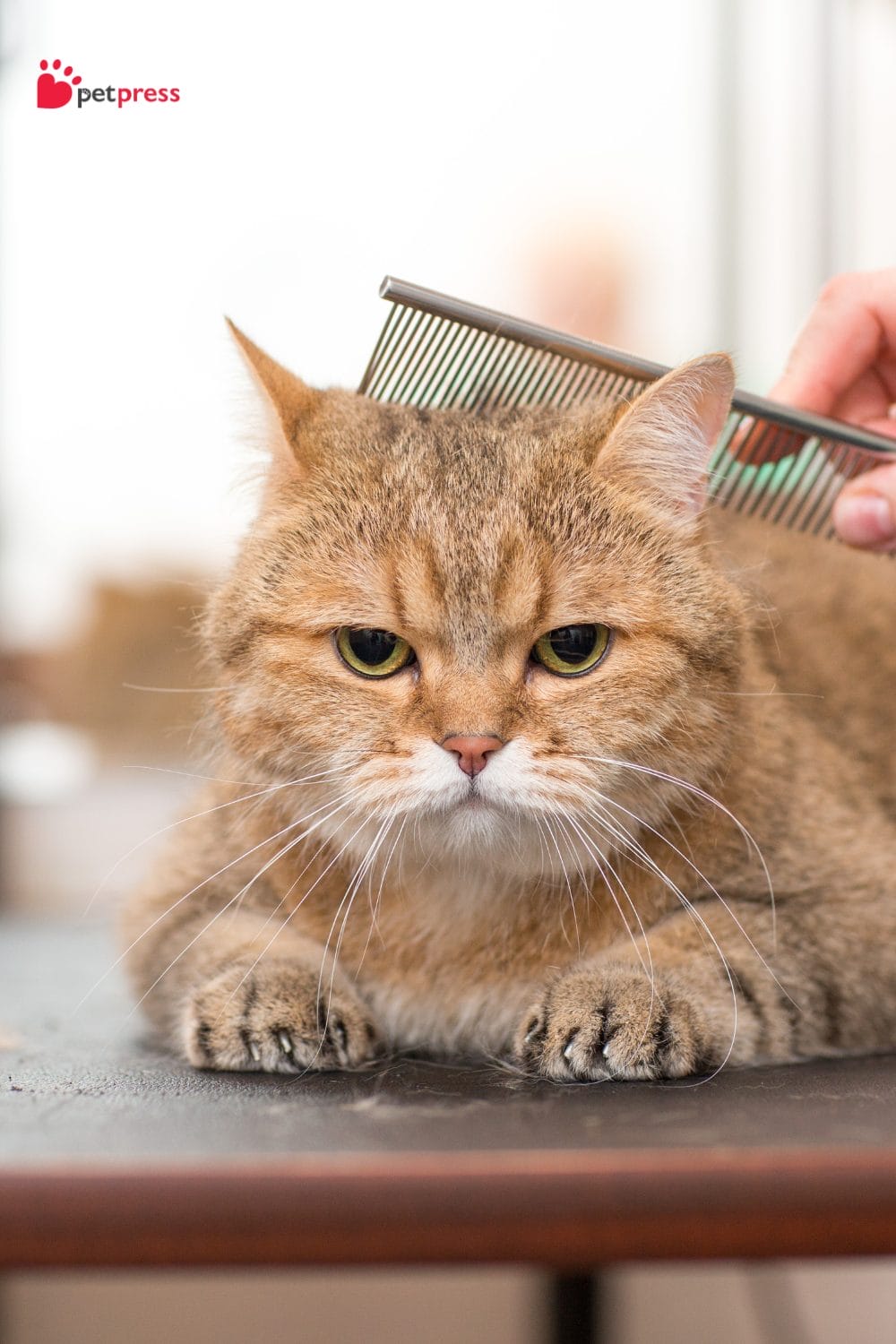 Cat Care 101: Essential Grooming Tools Every Cat Owner Needs! - PetPress